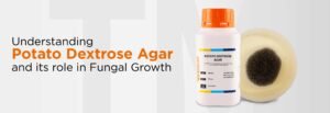 Potato Dextrose Agar (PDA) and Its Role in Fungal Growth