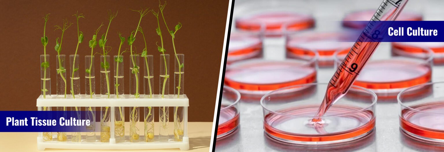 Tissue Culture: The Secret to Healthy Cell Growth